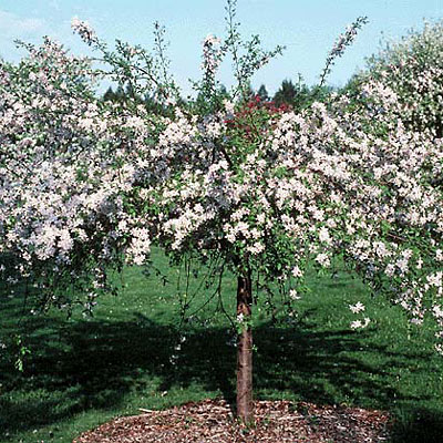 Louisa Flowering Crabapple Tree | Best Flower Site